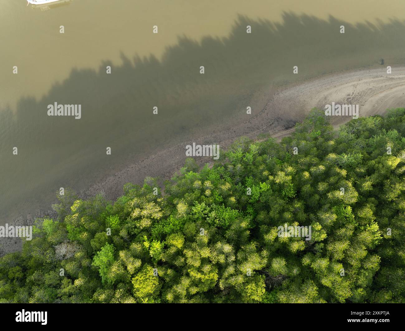 Amazing abundant mangrove forest, Aerial view of forest trees ...