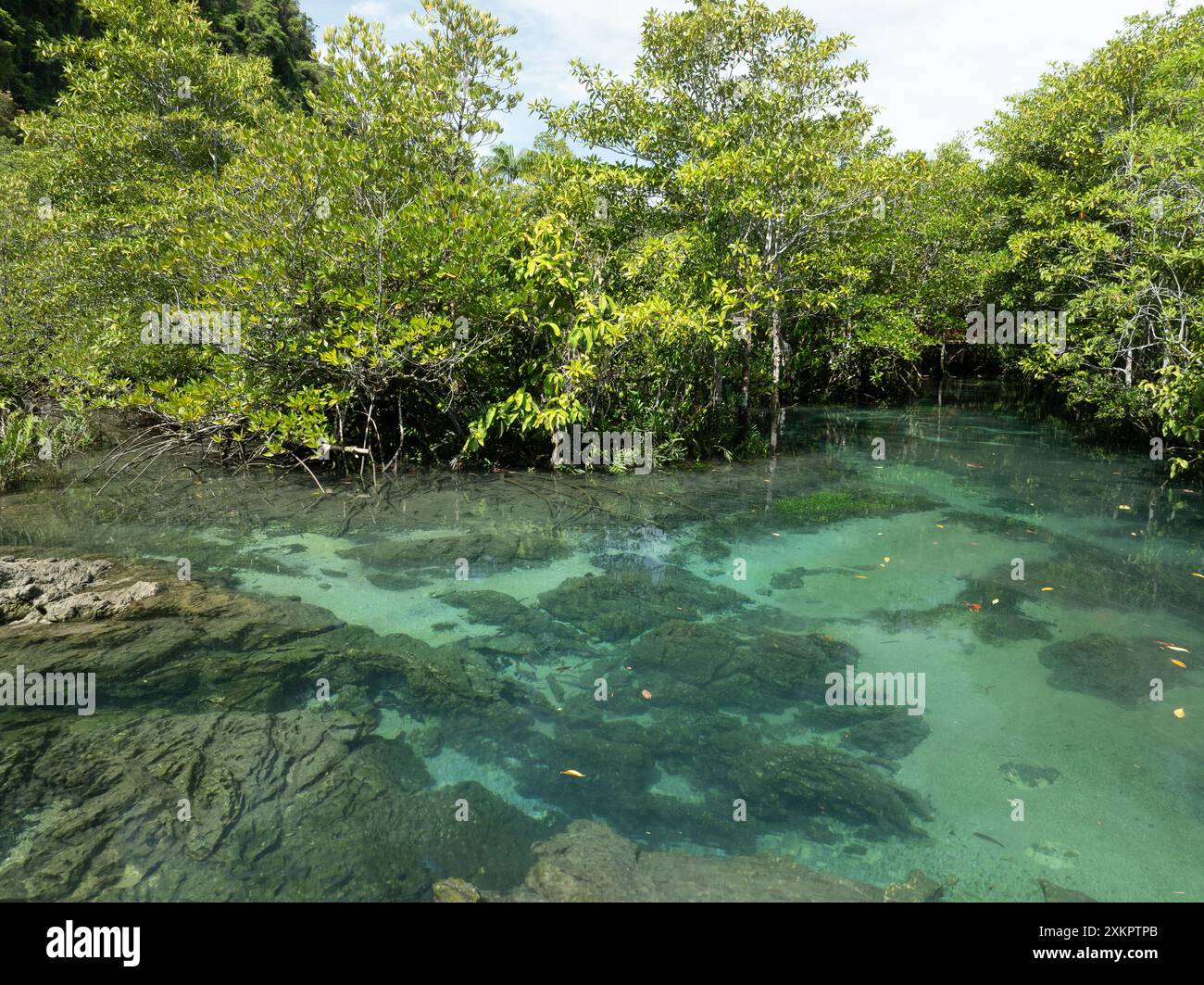 Amazing abundant mangrove forest, Aerial view of forest trees ...