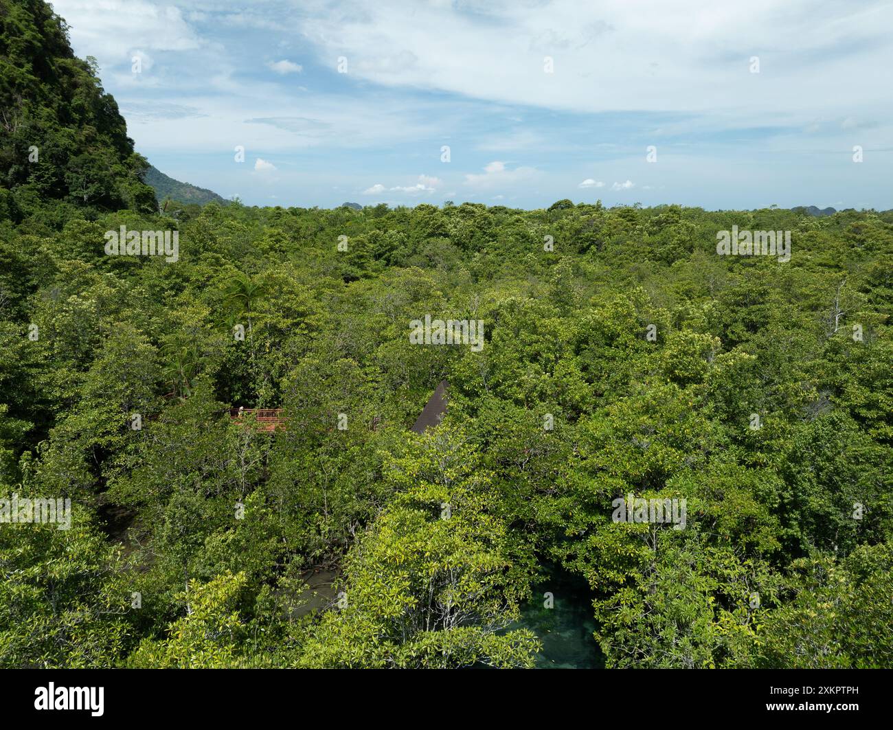 Amazing abundant mangrove forest, Aerial view of forest trees ...