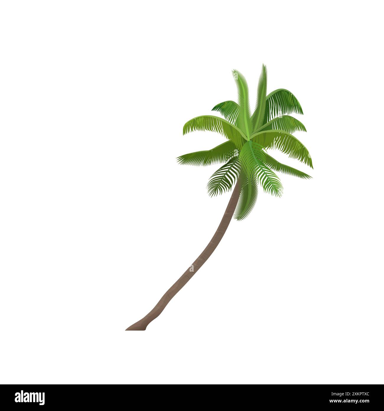 Growing crooked coconut palm tree, sloping trunk and green leaves on ...