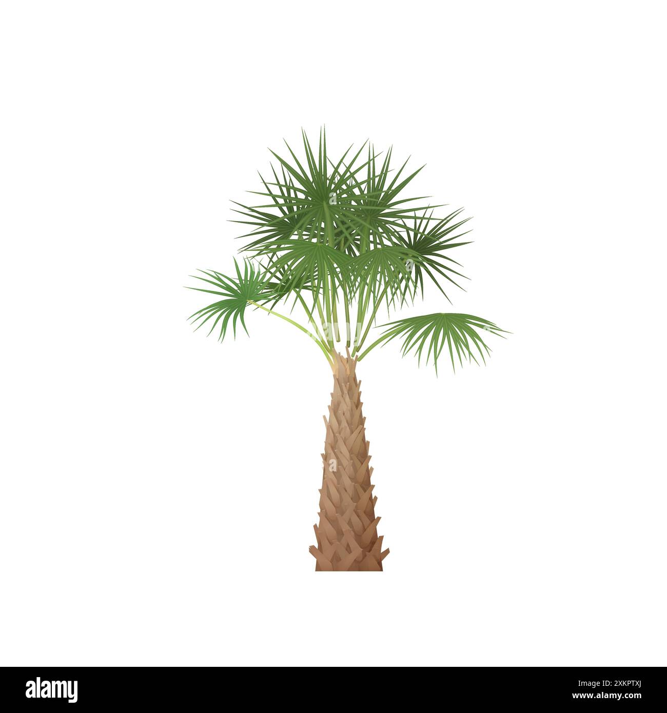 Palm tree with woody trunk and narrow leaves growing in tropical forest ...