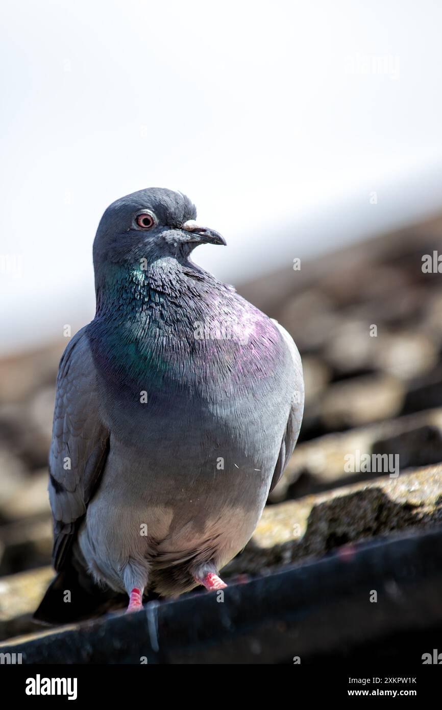 Varied habitat hi-res stock photography and images - Alamy