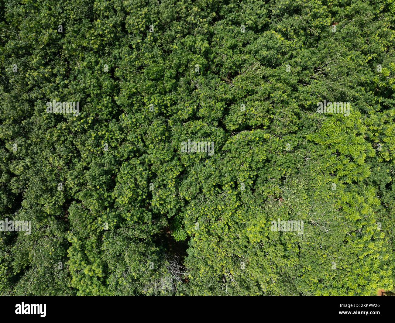 Amazing abundant mangrove forest, Aerial view of forest trees ...