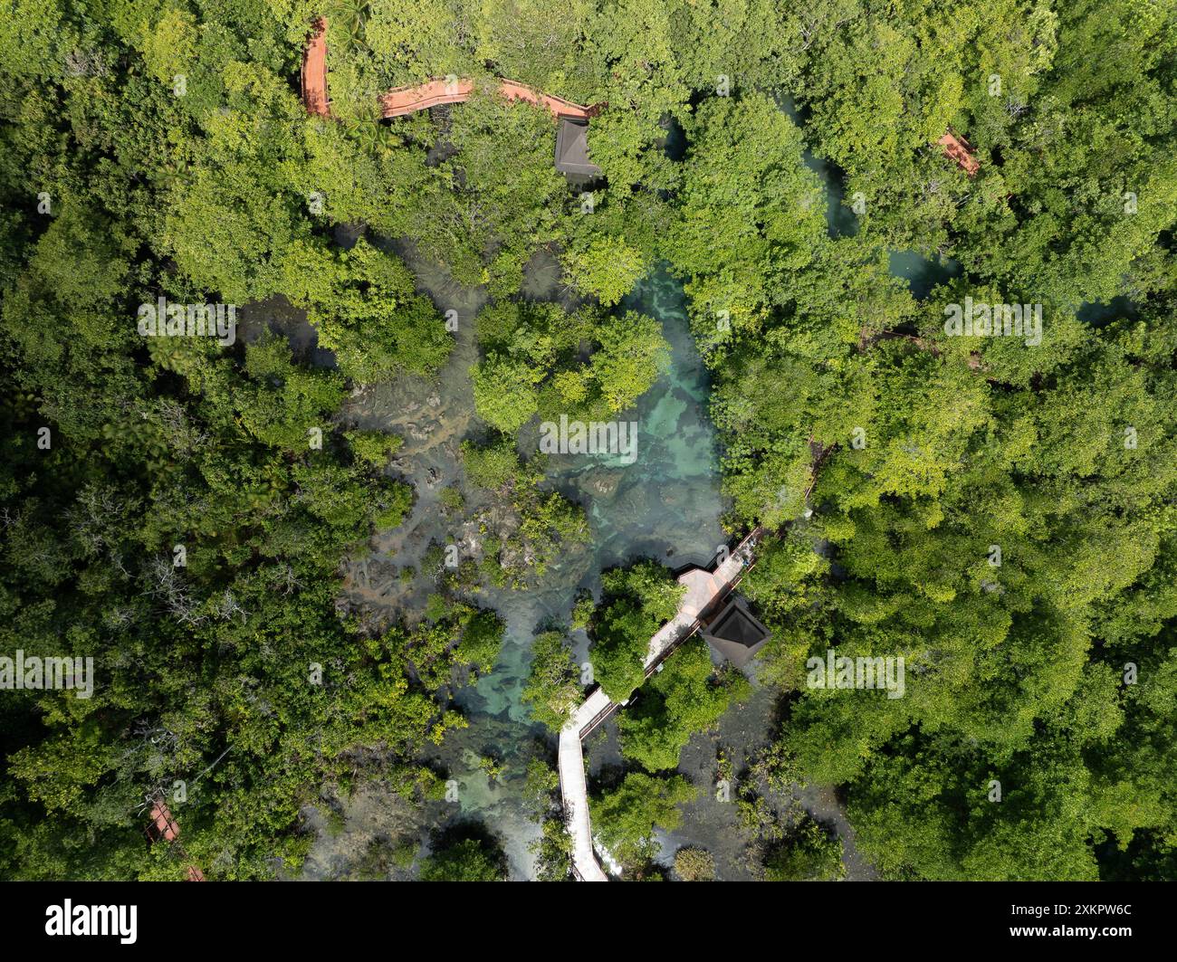 Amazing abundant mangrove forest, Aerial view of forest trees ...
