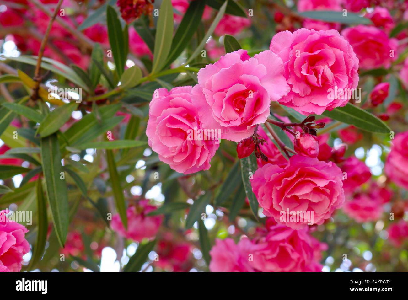Fully double green flowers hi-res stock photography and images - Alamy