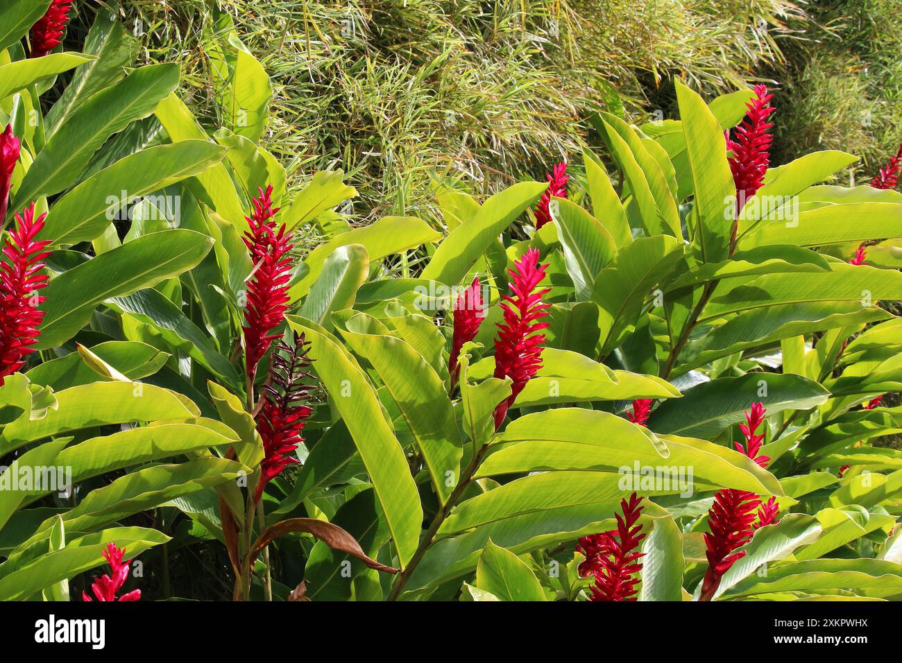 Tropical flower bed with red ginger flowers (Alpinia purpurata) and ...