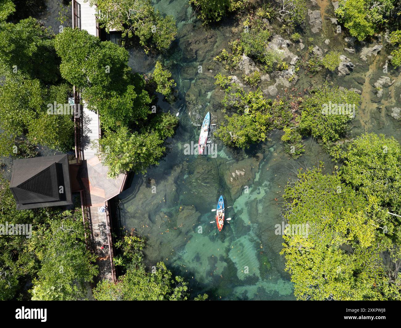 Amazing abundant mangrove forest, Aerial view of forest trees ...
