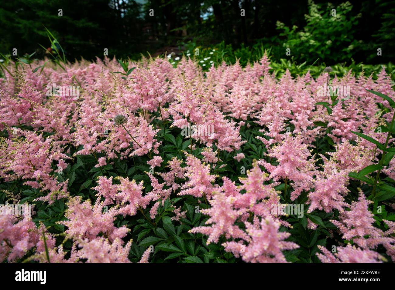 Lilac Astilbe flowers (false goat's beard). Queen ALexandra variety ...