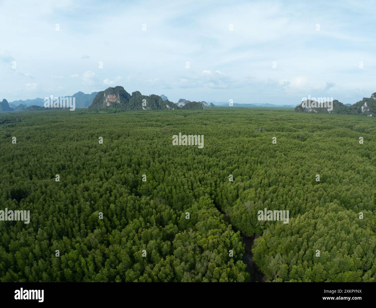 Amazing abundant mangrove forest, Aerial view of forest trees ...
