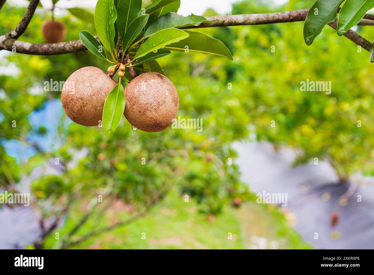 Indian sapodilla hi-res stock photography and images - Alamy