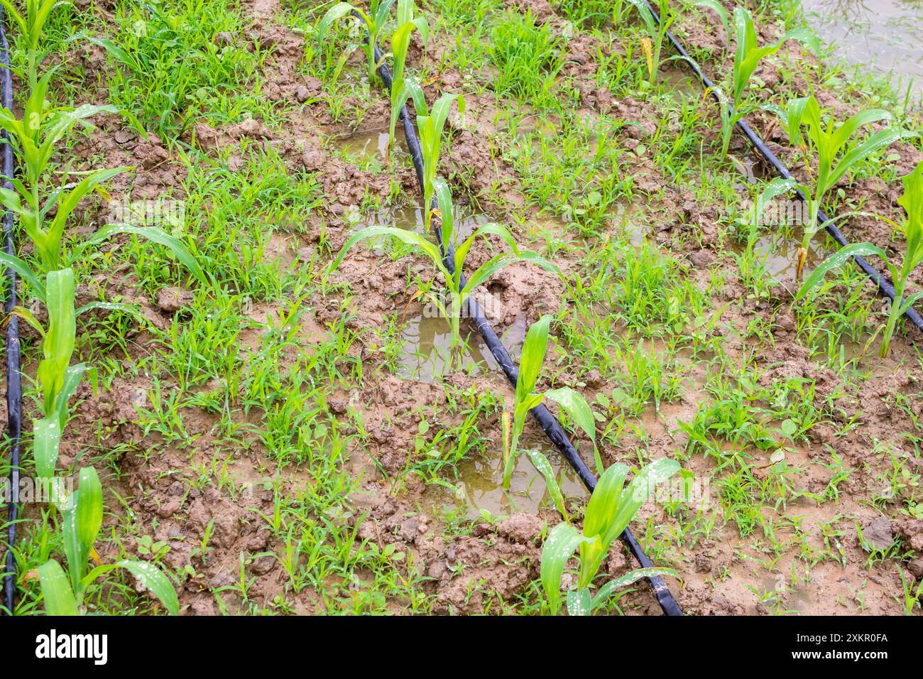corn field with water irrigation system in organic garden Stock Photo ...