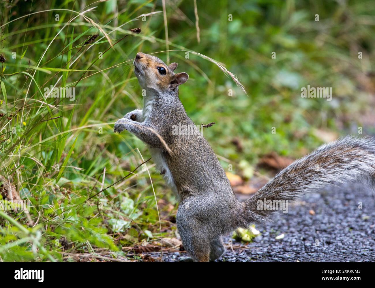 Grey squirrel profile hi-res stock photography and images - Alamy