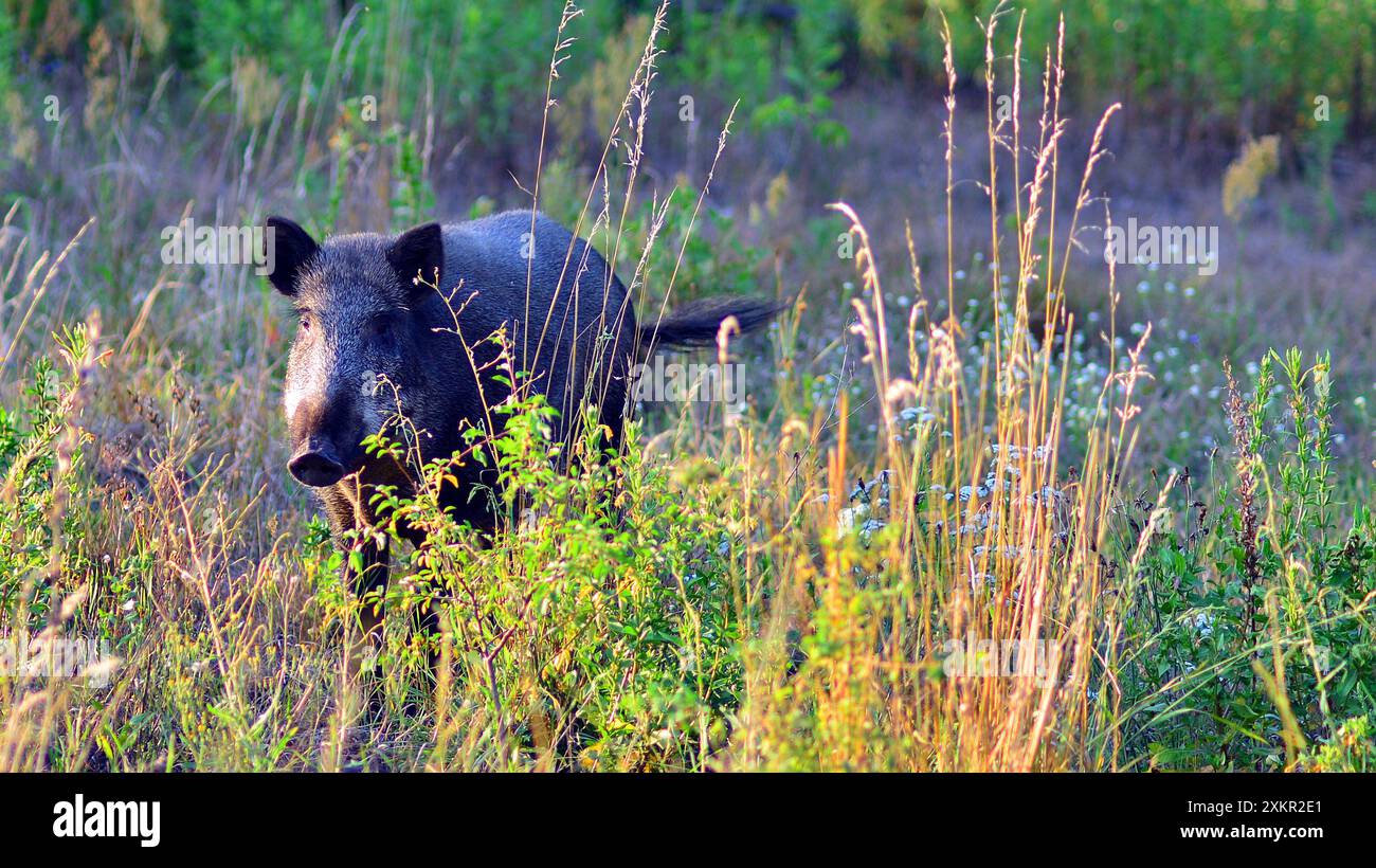 Wild boar sus scrofa boar with open mouth hi-res stock photography and ...