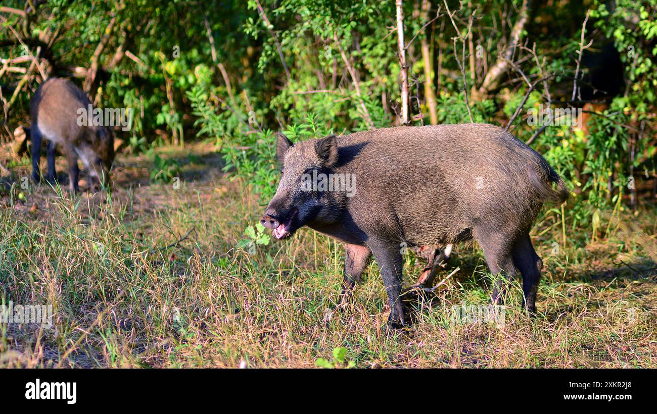 Wild boar sus scrofa boar with open mouth hi-res stock photography and ...