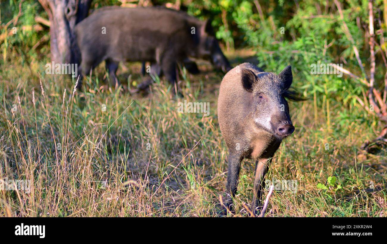 Wild boar sus scrofa boar with open mouth hi-res stock photography and ...