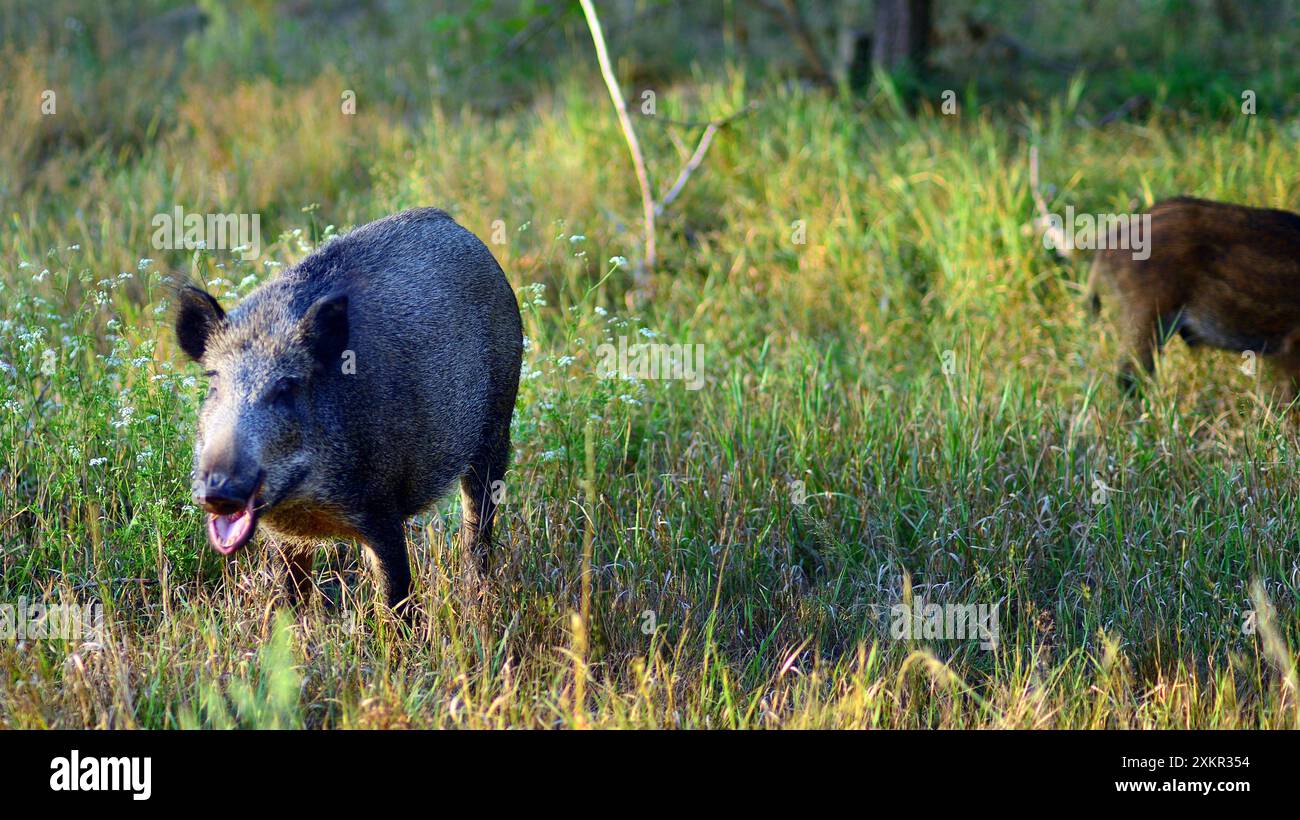 Wild boar sus scrofa boar with open mouth hi-res stock photography and ...