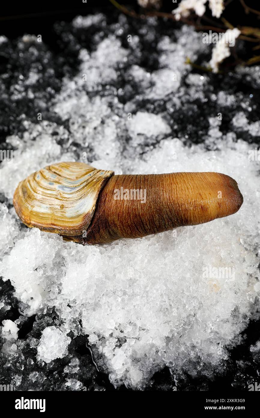 Geoduck clam,Japanese Geoduck, Mirugai on ice Stock Photo - Alamy