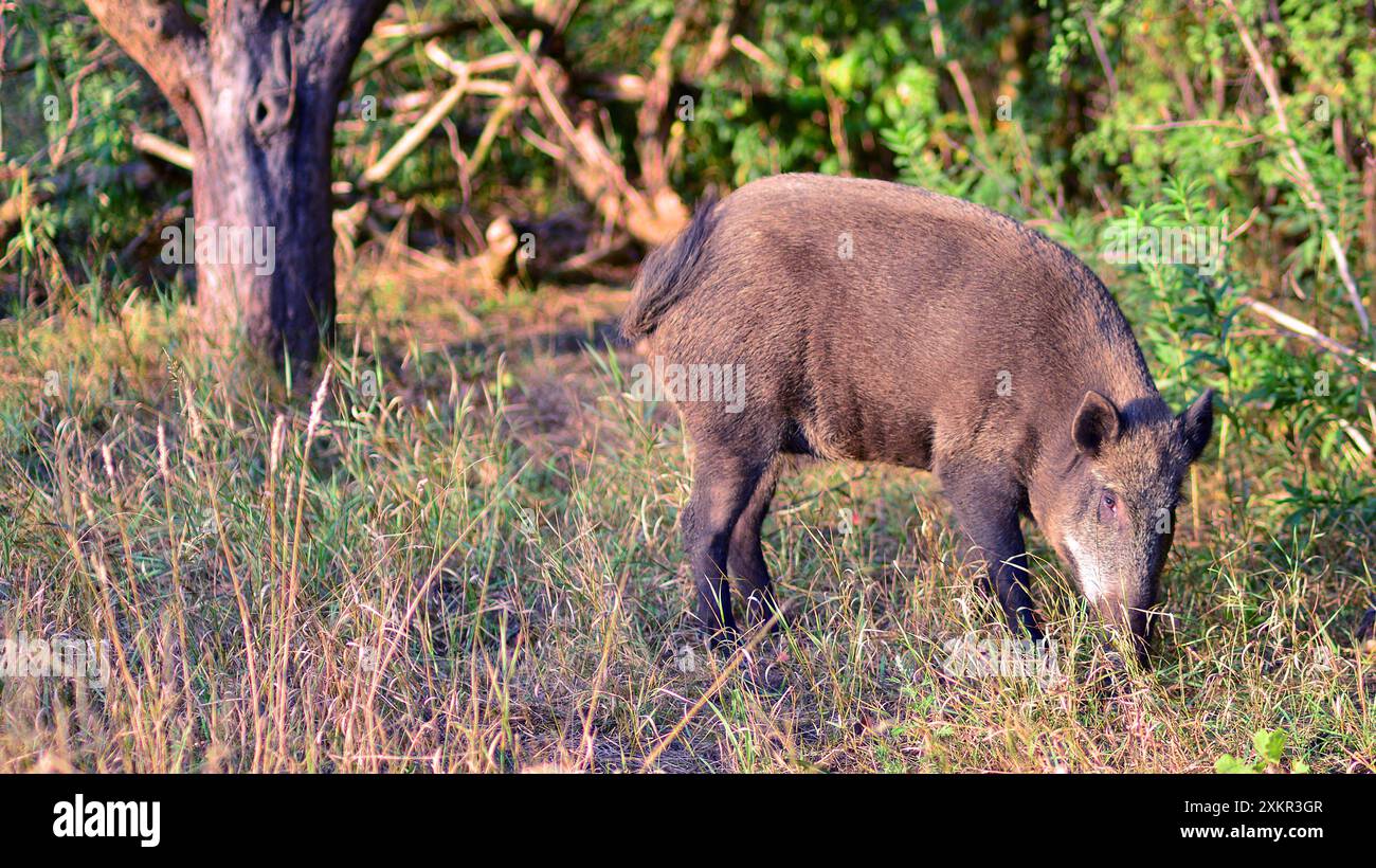 Wild boar sus scrofa boar with open mouth hi-res stock photography and ...