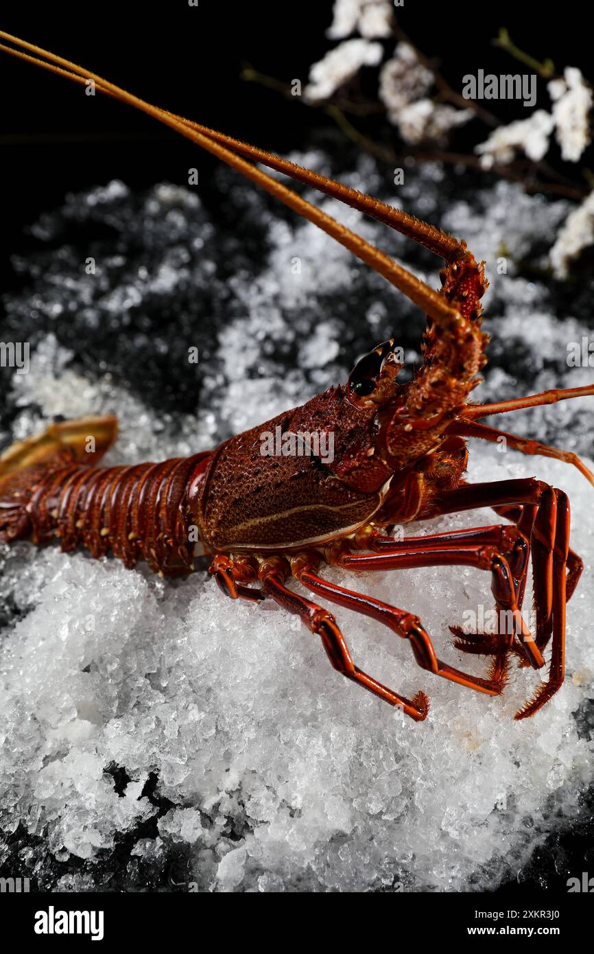 Lobste hi-res stock photography and images - Alamy