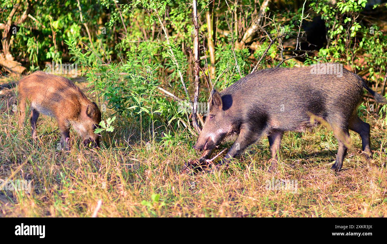 Dying bull hi-res stock photography and images - Alamy