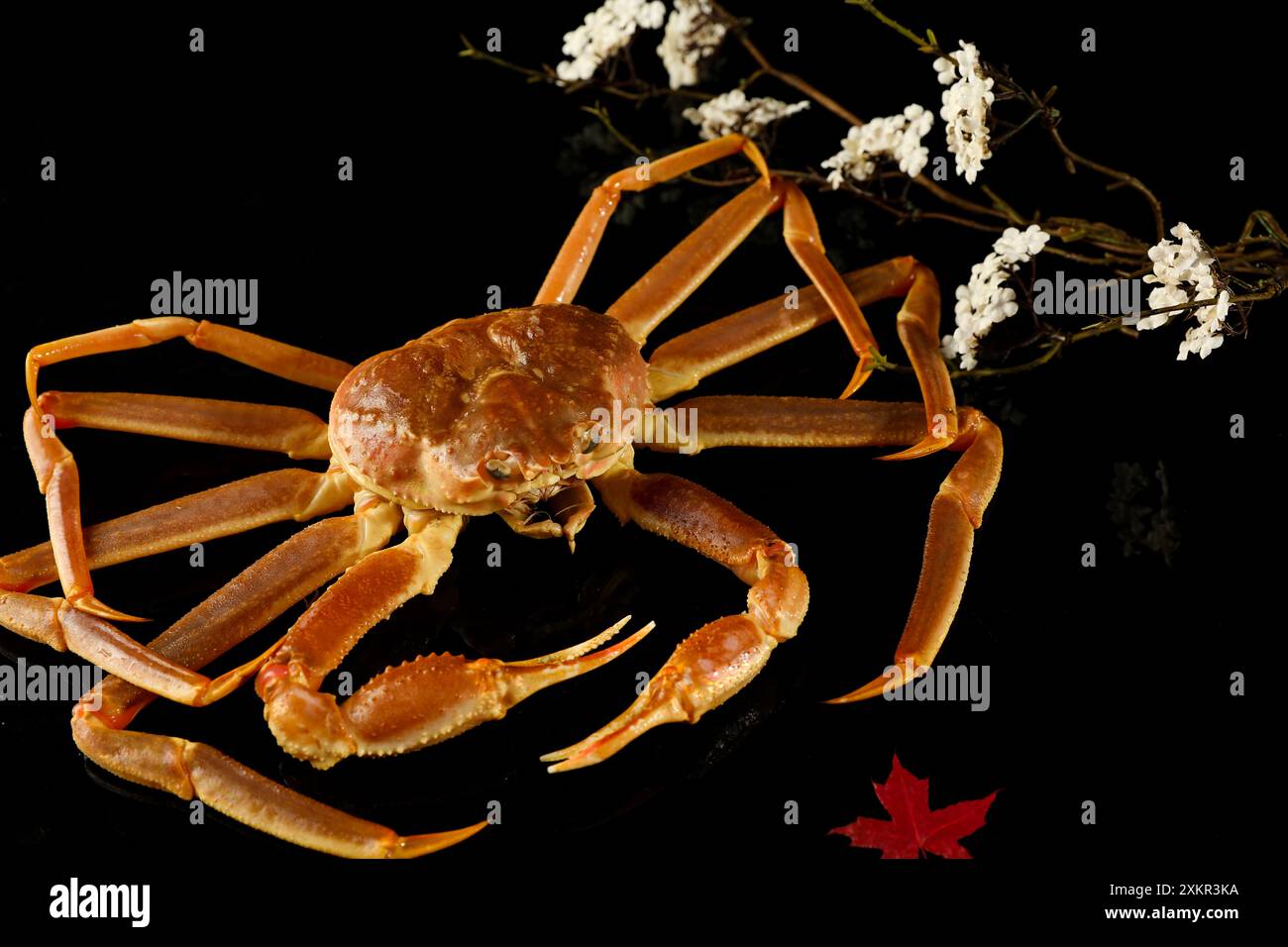 Matsuba Crab, Fresh raw Snow crab sashimi , Japanese food Stock Photo ...