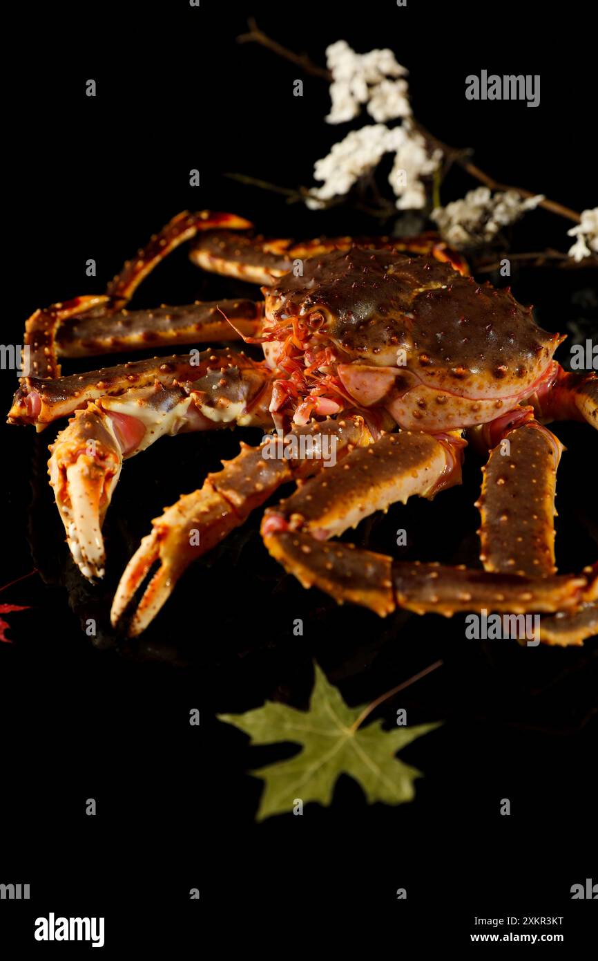 Red snow crab hokkaido japan hi-res stock photography and images - Alamy