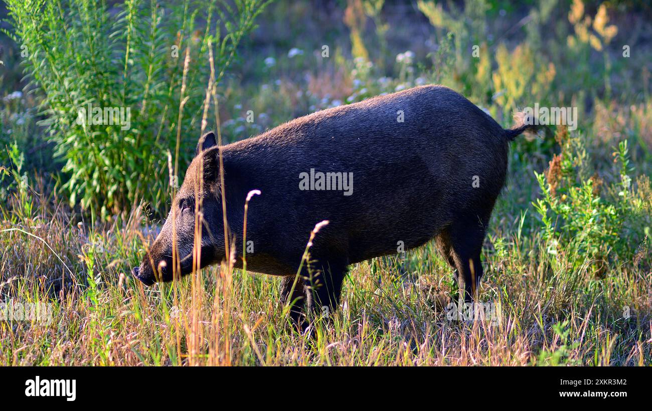 Wild boar sus scrofa boar with open mouth hi-res stock photography and ...