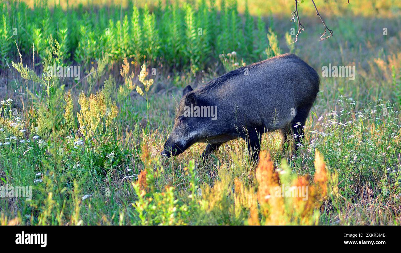 Wild boar sus scrofa boar with open mouth hi-res stock photography and ...