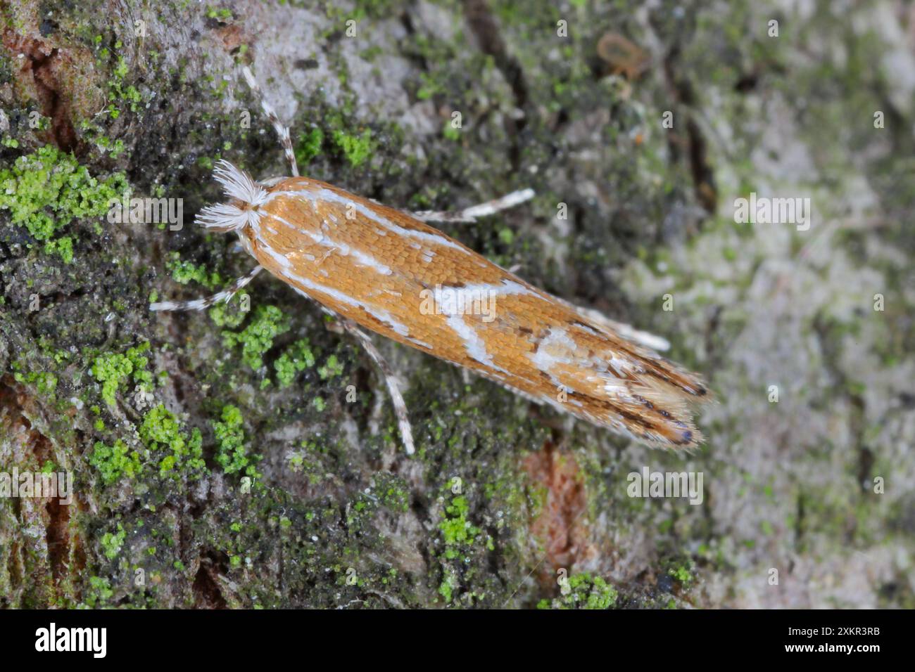 Cameraria ohridella (horse-chestnut leaf miner) on Horse Chestnut ...