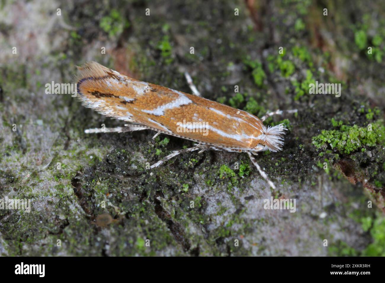 Cameraria ohridella (horse-chestnut leaf miner) on Horse Chestnut ...