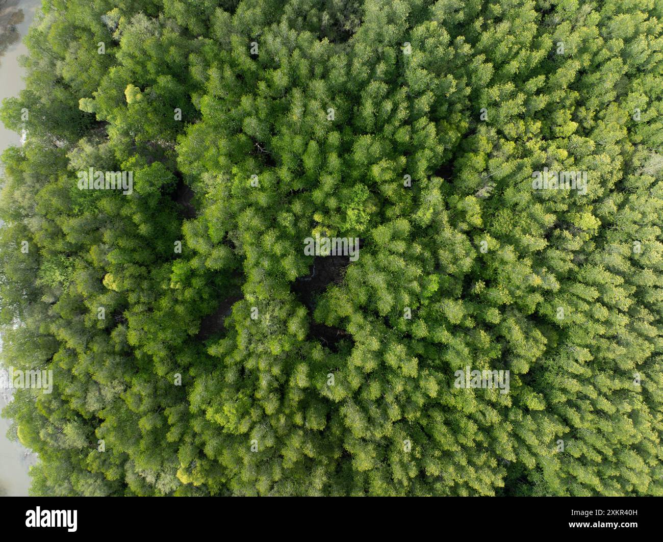 Amazing abundant mangrove forest, Aerial view of forest trees ...