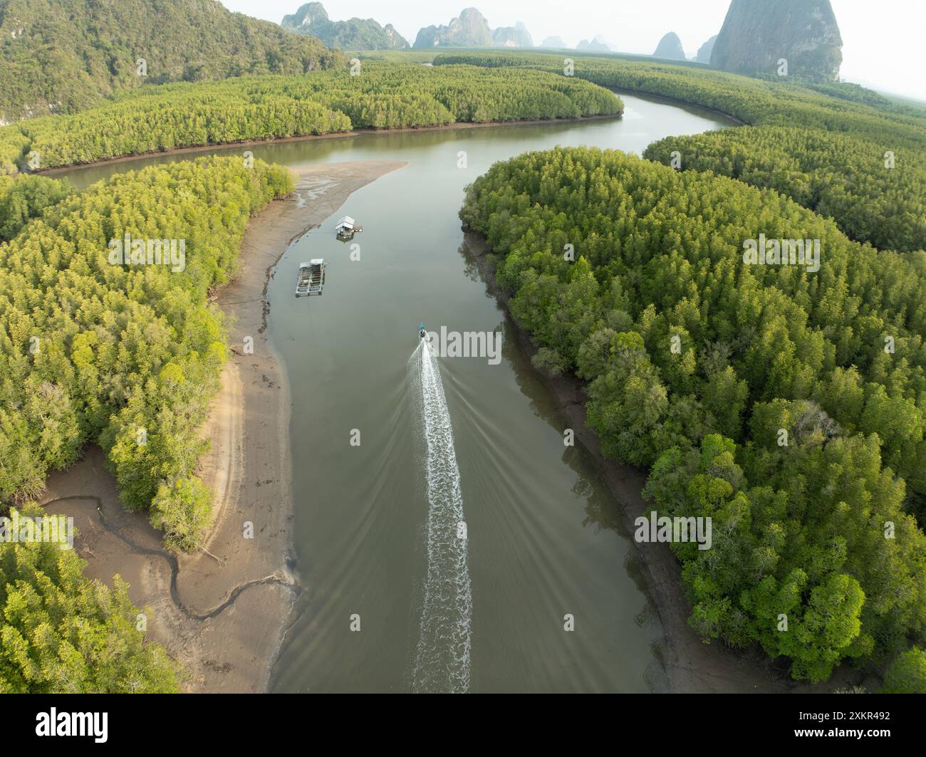 Amazing abundant mangrove forest, Aerial view of forest trees ...