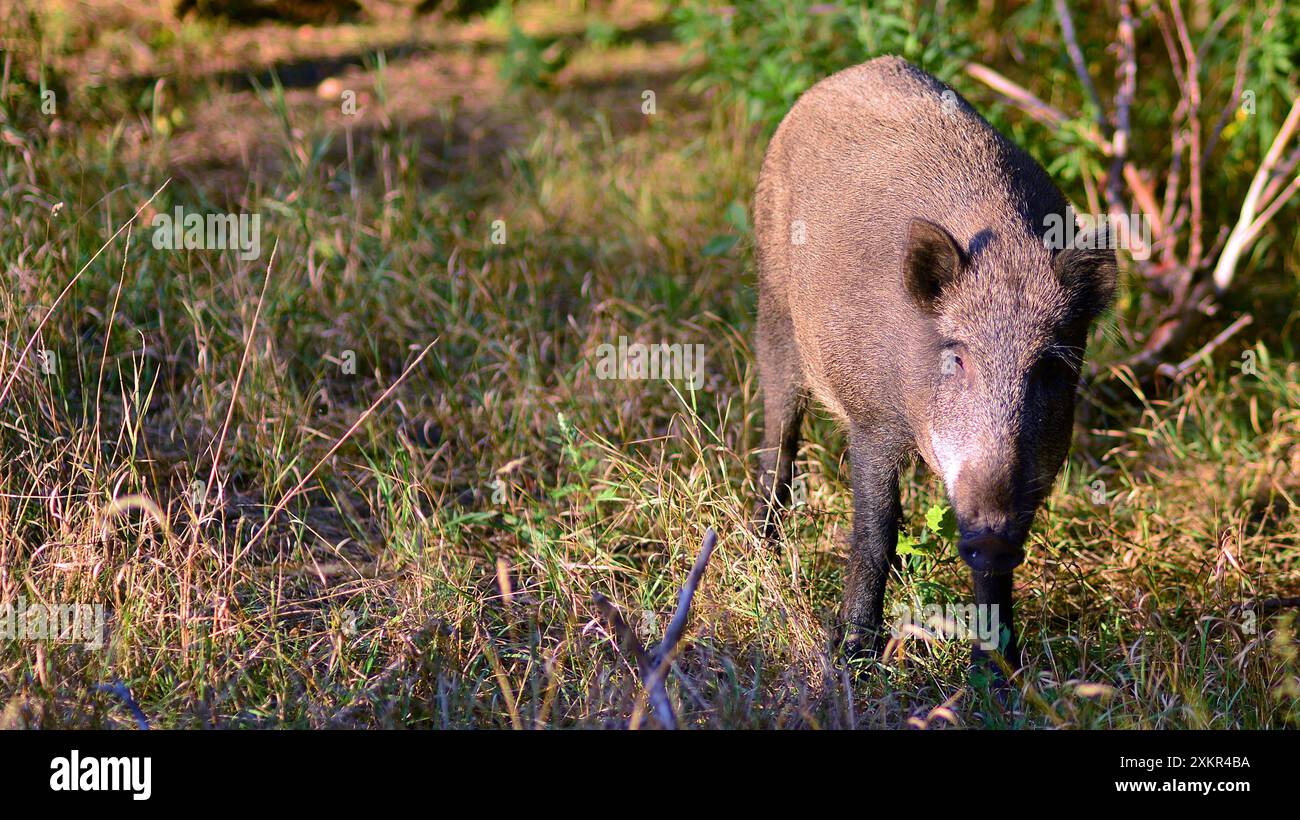 Wild boar sus scrofa boar with open mouth hi-res stock photography and ...