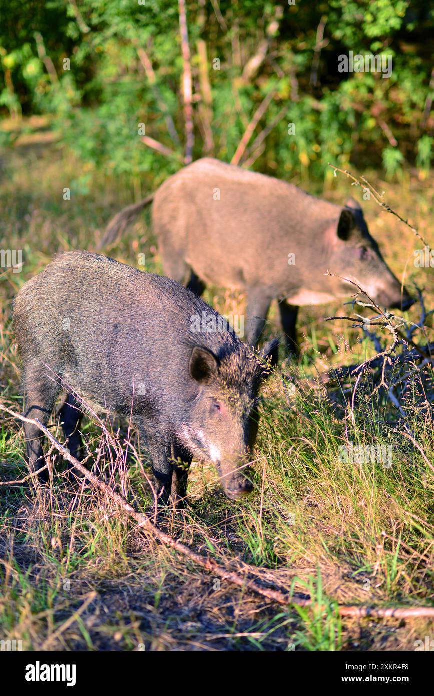 Wild boar sus scrofa boar with open mouth hi-res stock photography and ...