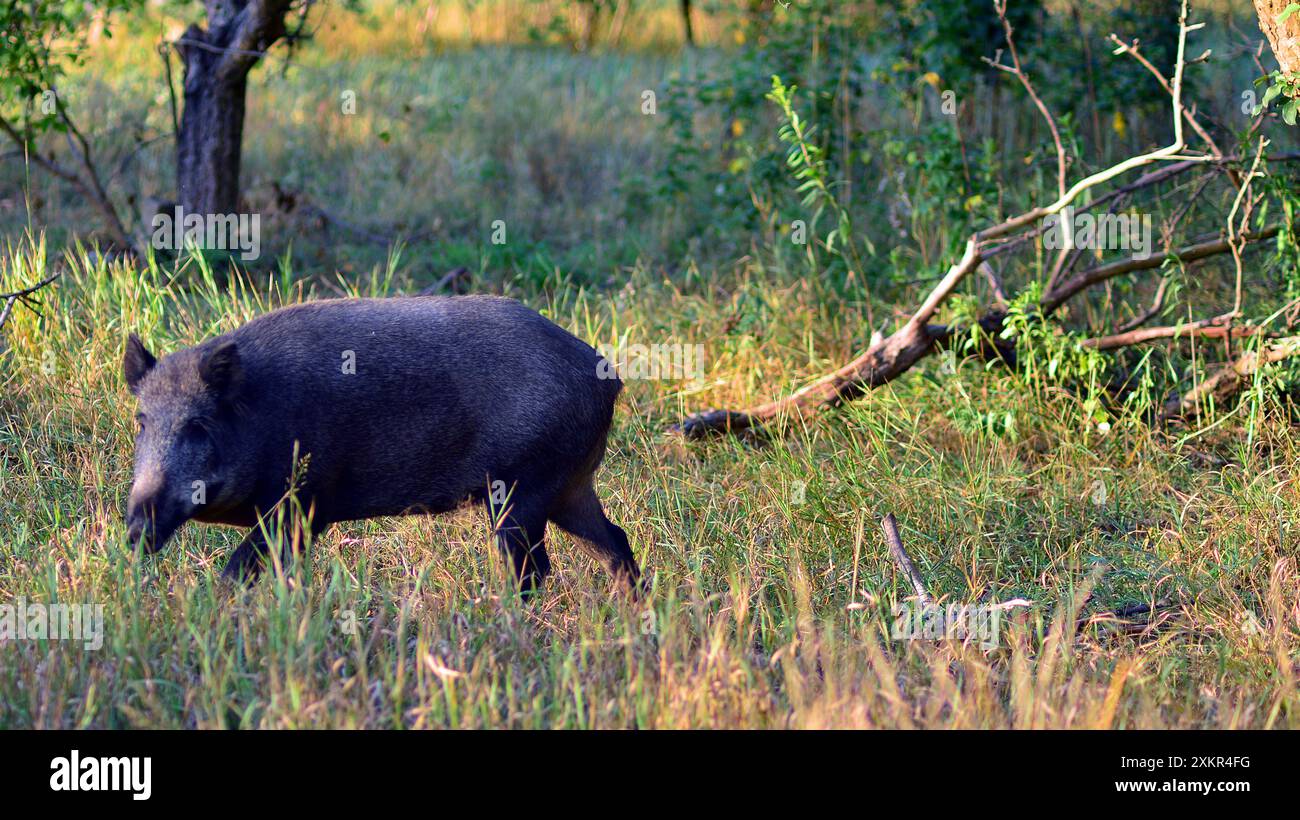 Wild boar sus scrofa boar with open mouth hi-res stock photography and ...