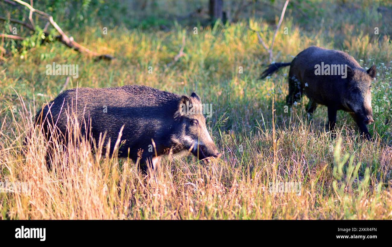 Wild boar sus scrofa boar with open mouth hi-res stock photography and ...