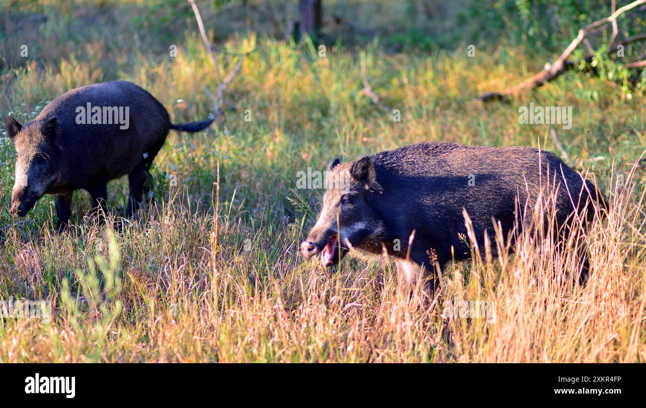 Wild boar sus scrofa boar with open mouth hi-res stock photography and ...