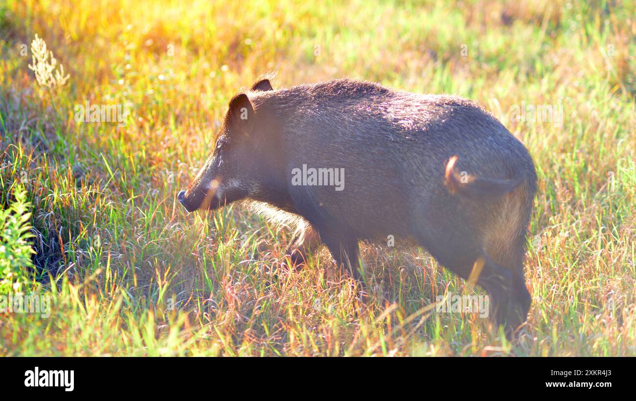 Wild boar sus scrofa boar with open mouth hi-res stock photography and ...