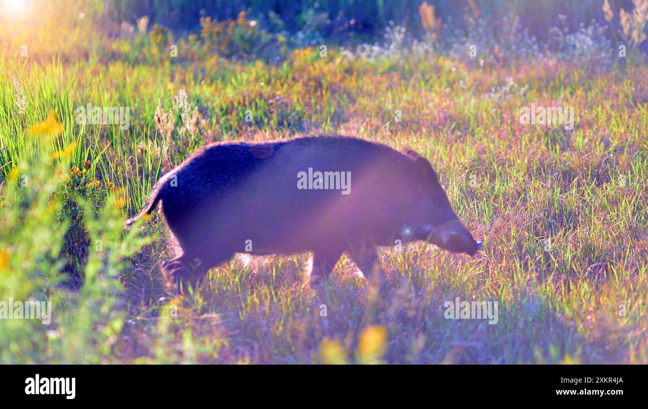 Wild boar sus scrofa boar with open mouth hi-res stock photography and ...