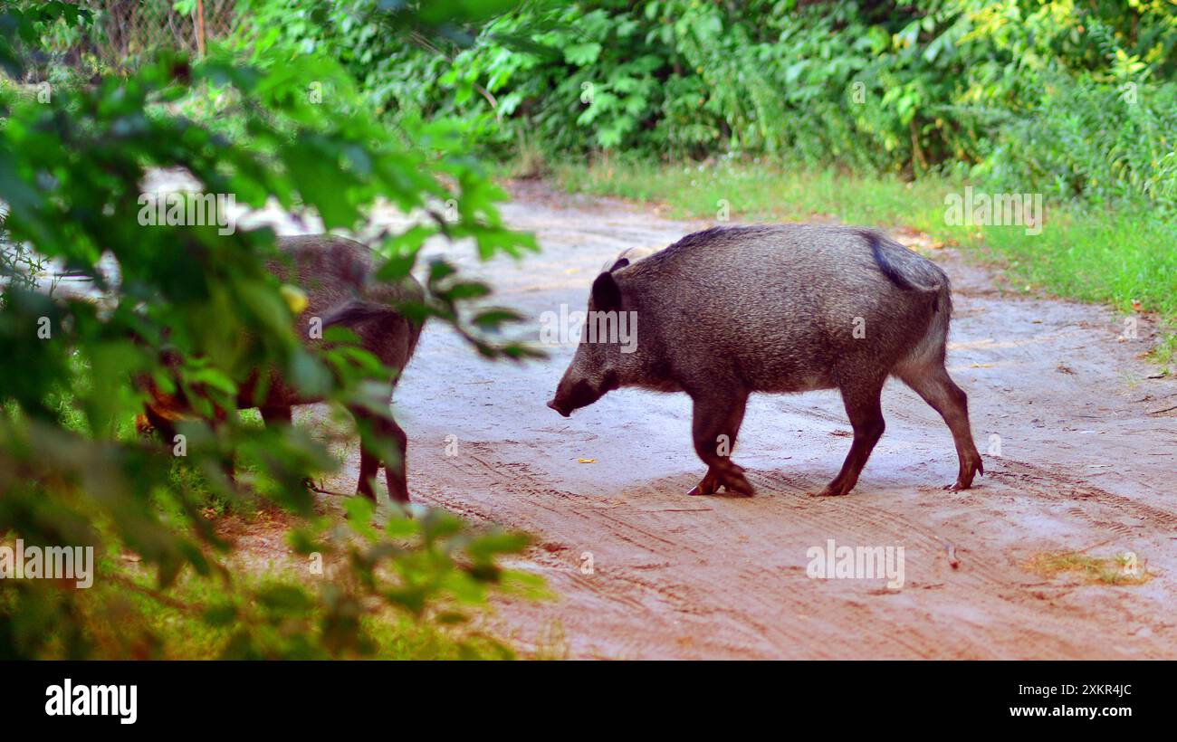 Wild boar sus scrofa boar with open mouth hi-res stock photography and ...