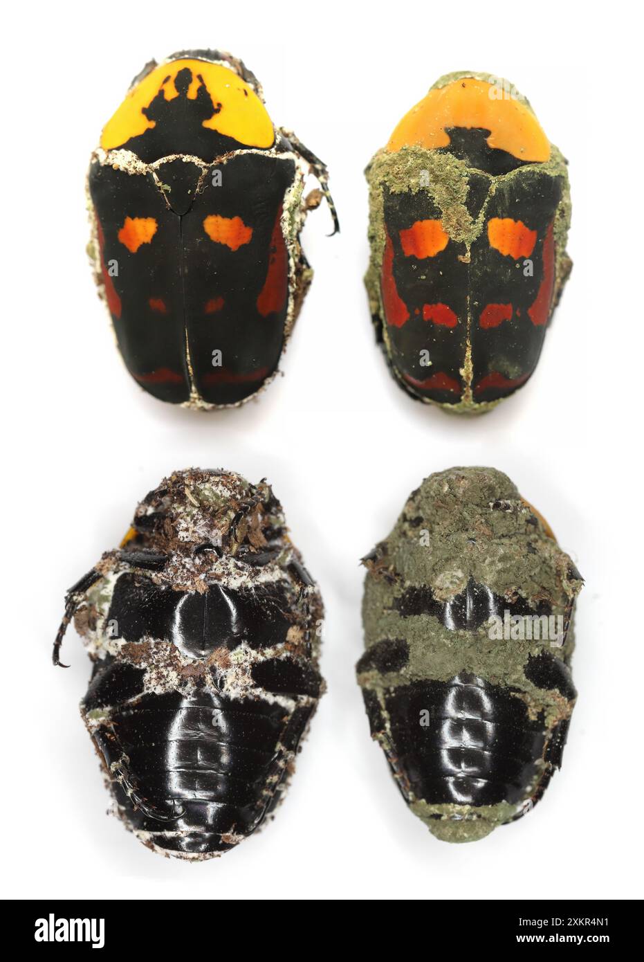 Beauveria bassiana fungi insects hi-res stock photography and images ...