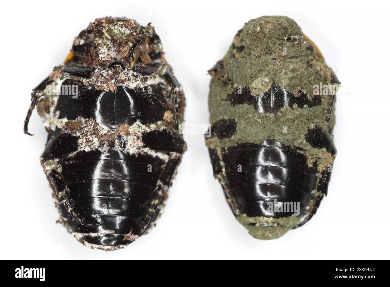 Beetles (Pachnoda) killed by entomopathogenic fungi of the genera ...