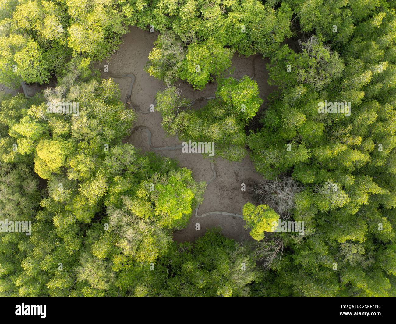 Amazing abundant mangrove forest, Aerial view of forest trees ...