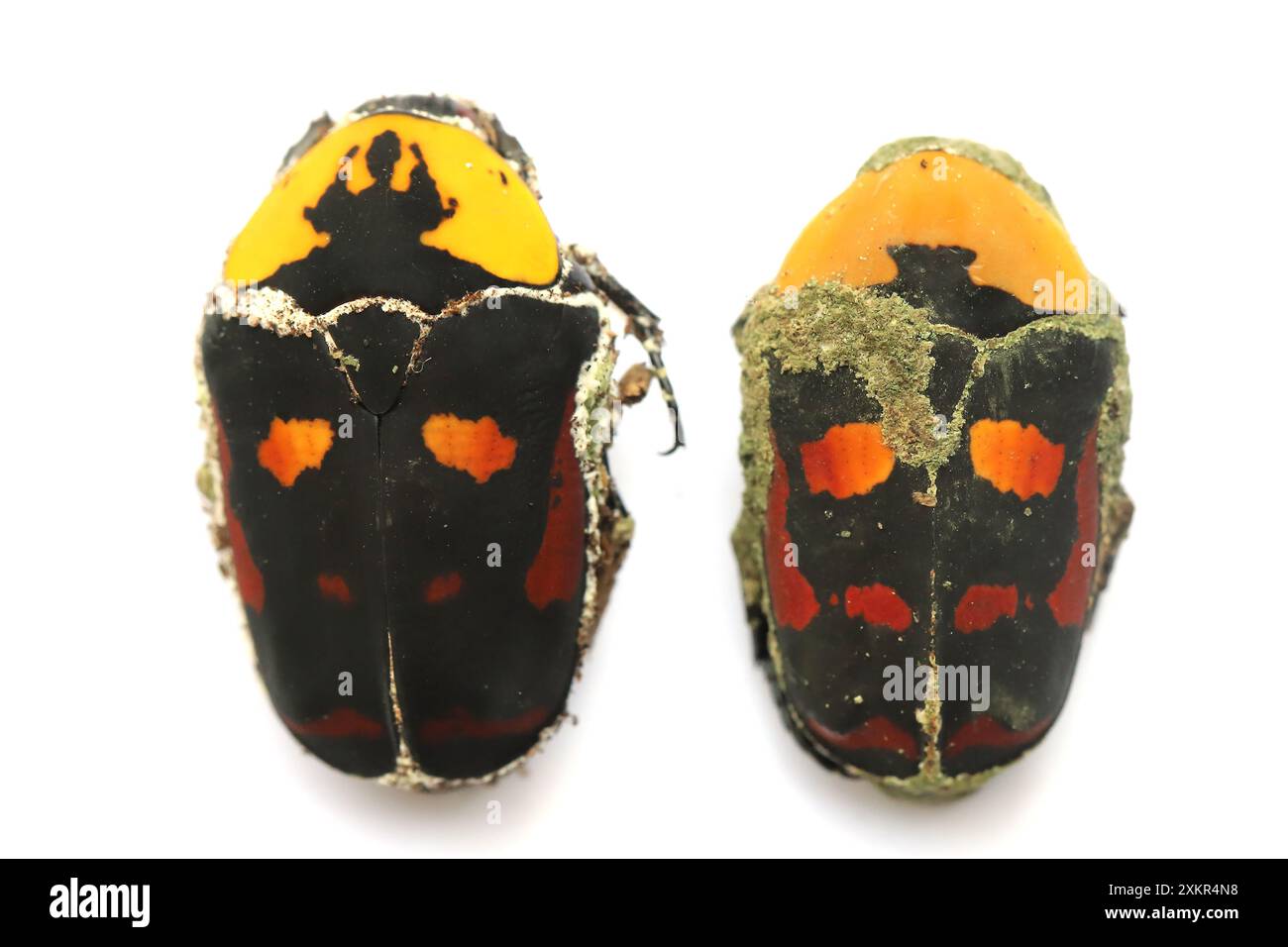 Beauveria bassiana fungi insects hi-res stock photography and images ...