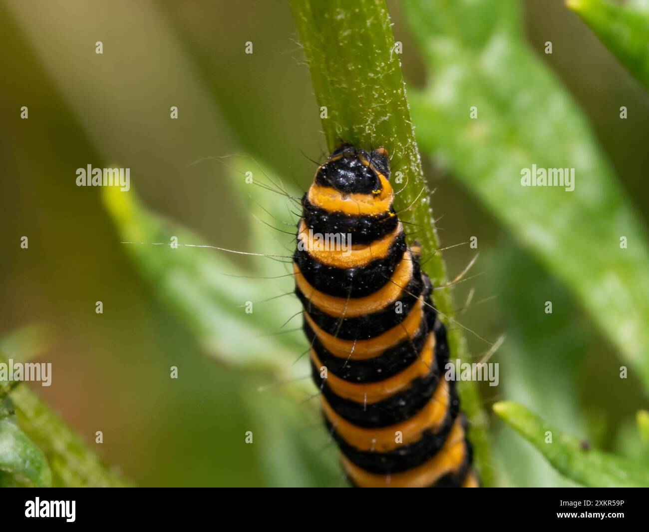 Cinnabar Caterpillar lave moths, Tiger moth. A macro shot of a ...