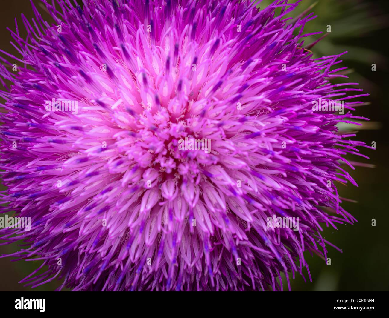 Thistle flowers. Purple thistles in bloom. Macro closeup Pink milk ...