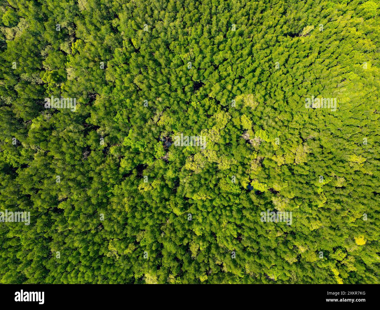 Amazing abundant mangrove forest, Aerial view of forest trees ...