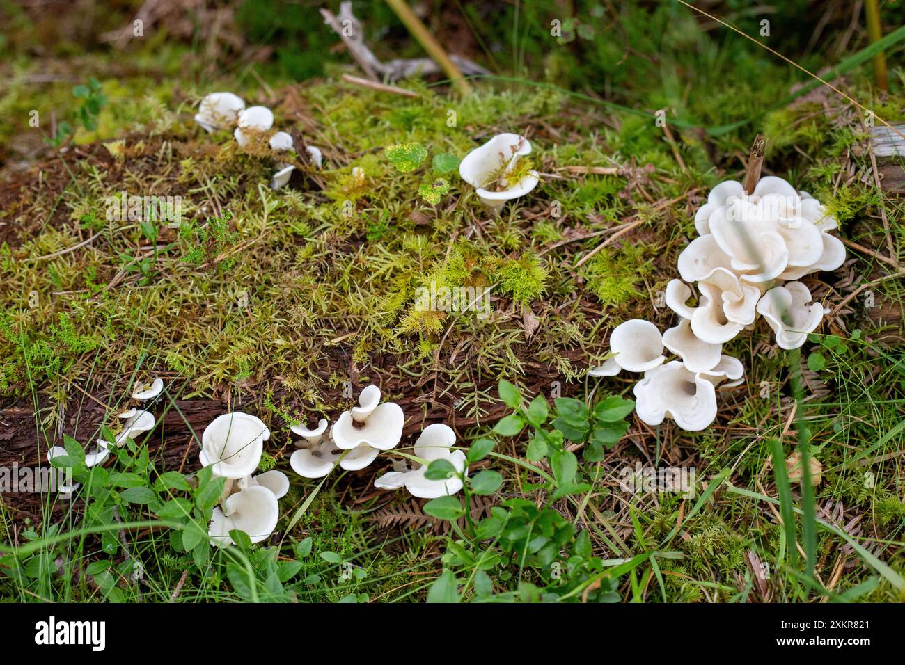 Funghi in forest, Scotland, UK Stock Photo - Alamy