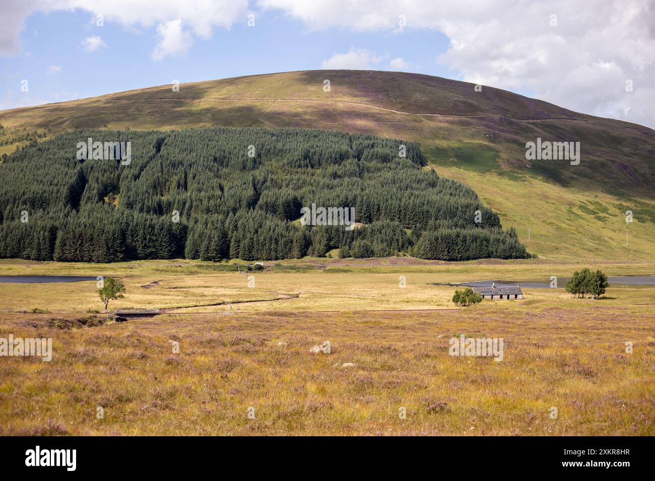 Rolling hills and trees at Achnasheen, Scotland, UK Stock Photo - Alamy