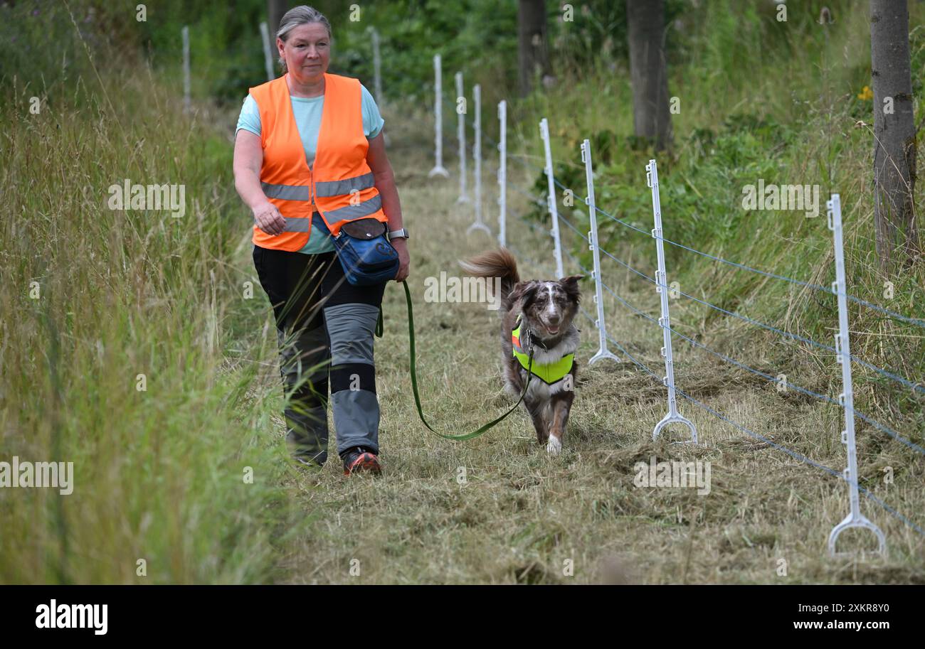 Oppenheim, Germany. 24th July, 2024. Carcass sniffer dog "Pebbles ...